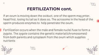 ovulation, fertilization and implantation.pptx | Pregnancy ...