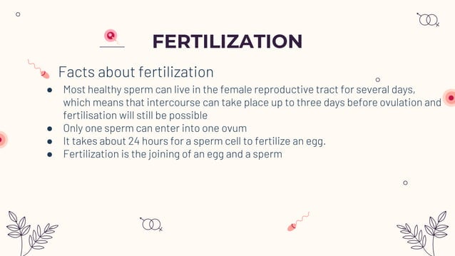 ovulation, fertilization and implantation.pptx | Pregnancy ...