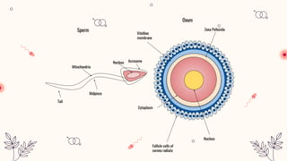 ovulation, fertilization and implantation.pptx | Pregnancy ...