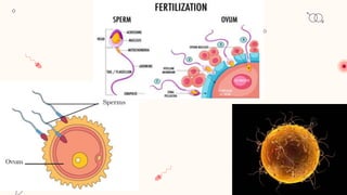 ovulation, fertilization and implantation.pptx | Pregnancy | Reproductive Health
