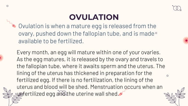 ovulation, fertilization and implantation.pptx | Pregnancy ...
