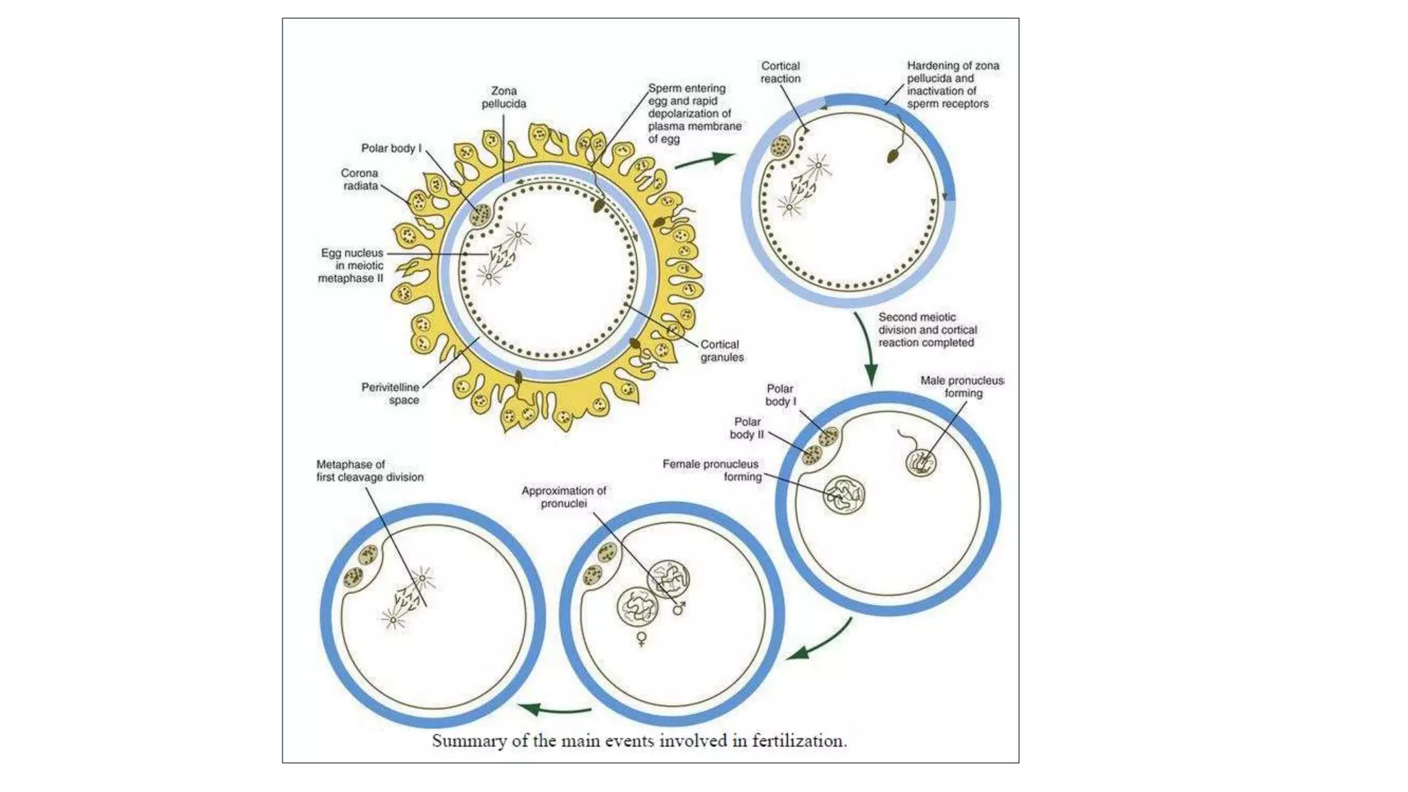 Ovulation, fertilization, implantation (1 st week | PPTX