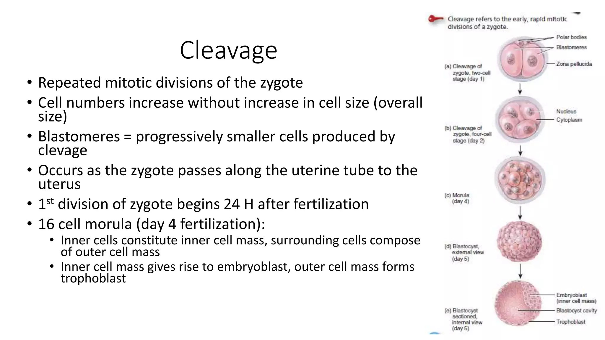 Ovulation, fertilization, implantation (1 st week | PPTX