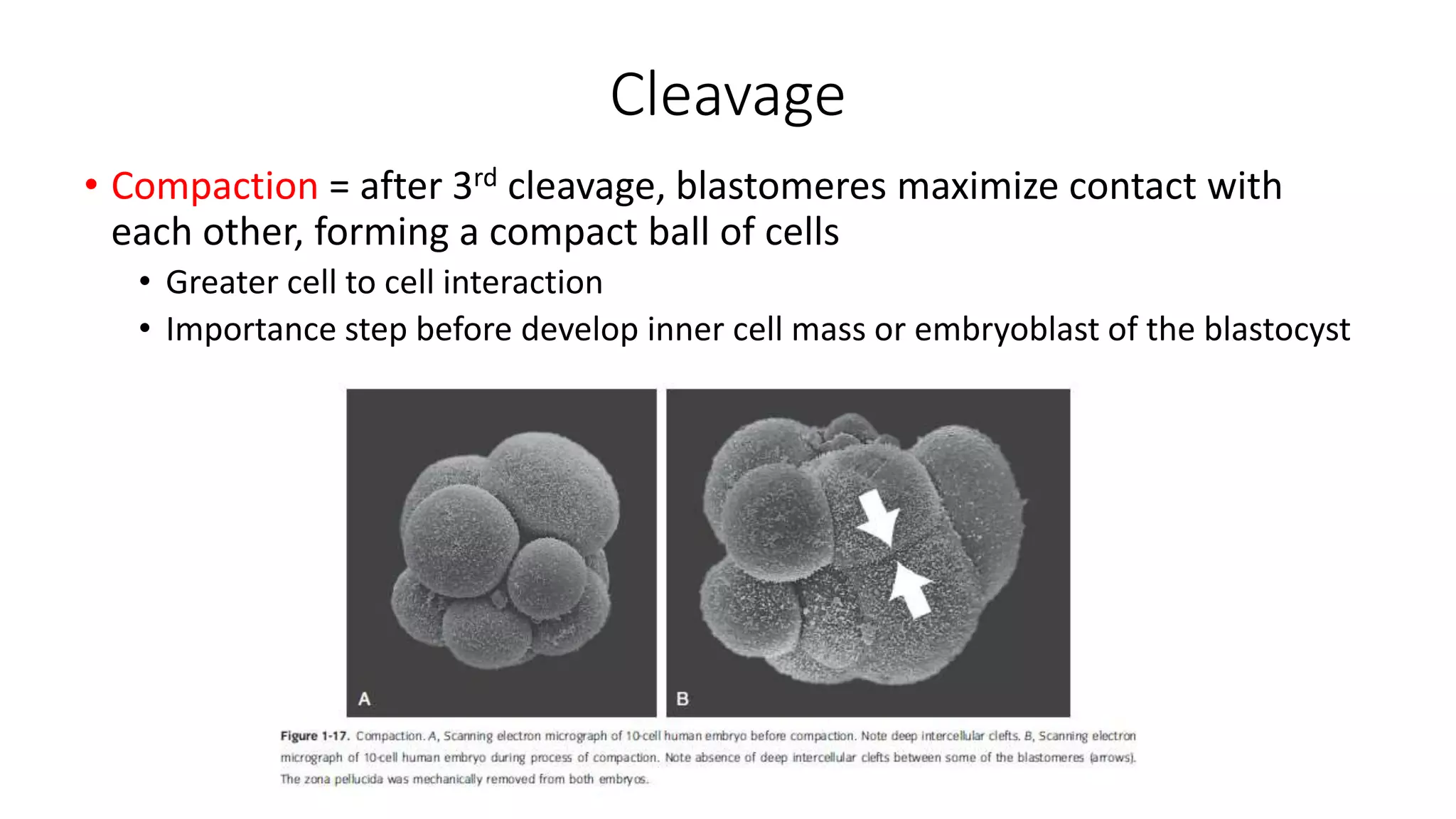 Ovulation, fertilization, implantation (1 st week | PPTX