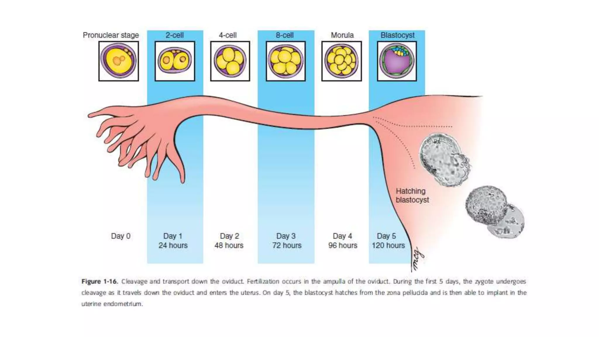 Ovulation, fertilization, implantation (1 st week | PPTX