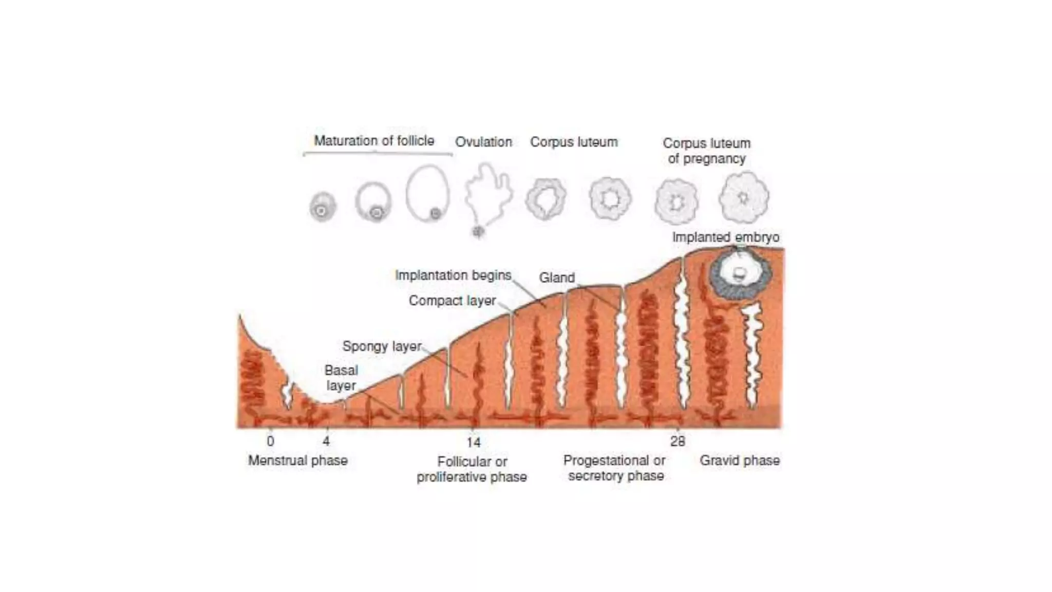 Ovulation, fertilization, implantation (1 st week | PPTX