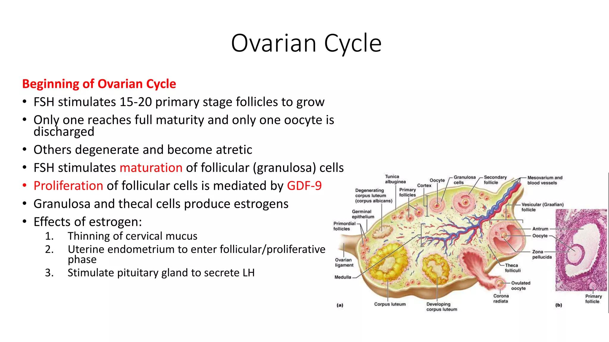 Ovulation, fertilization, implantation (1 st week | PPTX