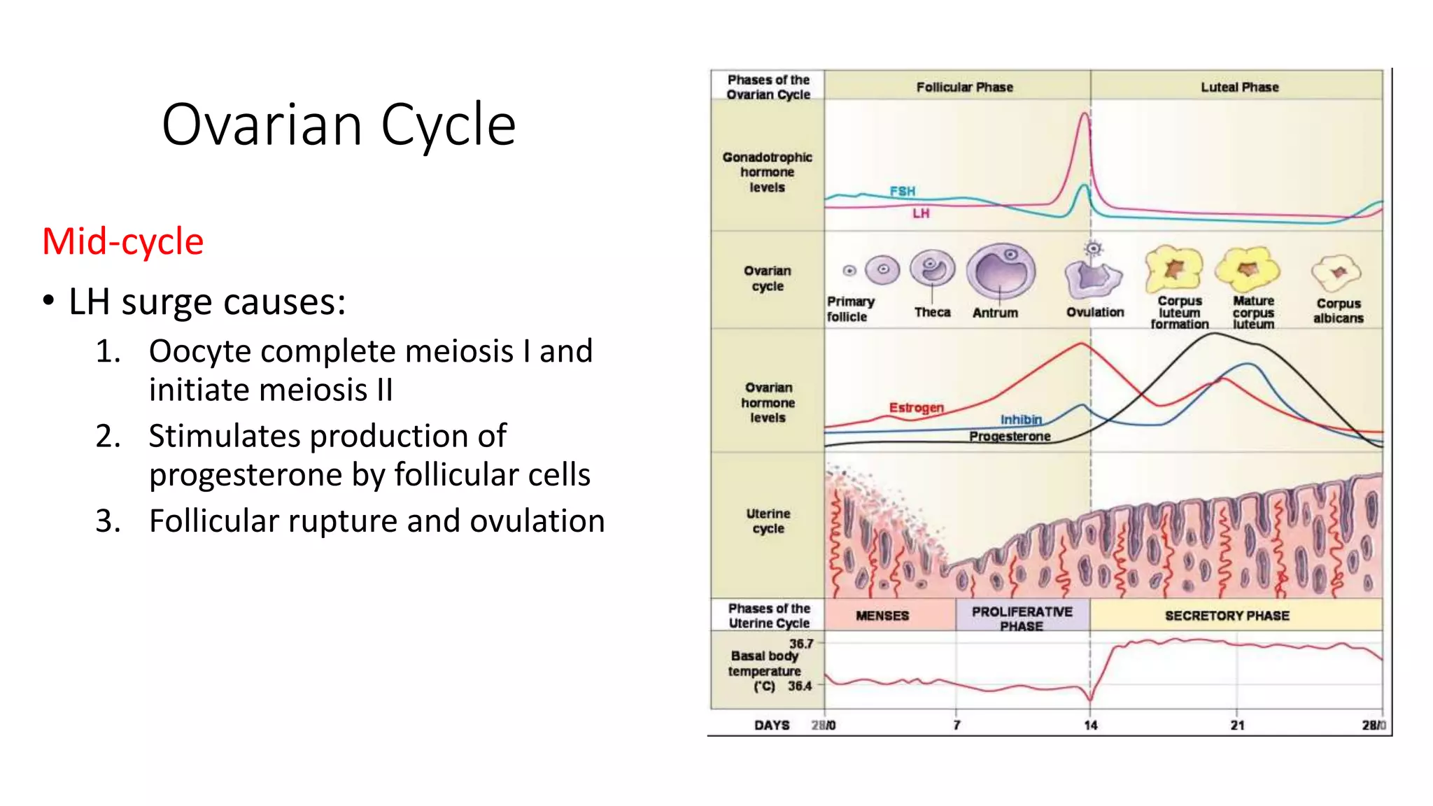 Ovulation, fertilization, implantation (1 st week | PPTX