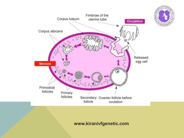 Ovulation induction | PPT