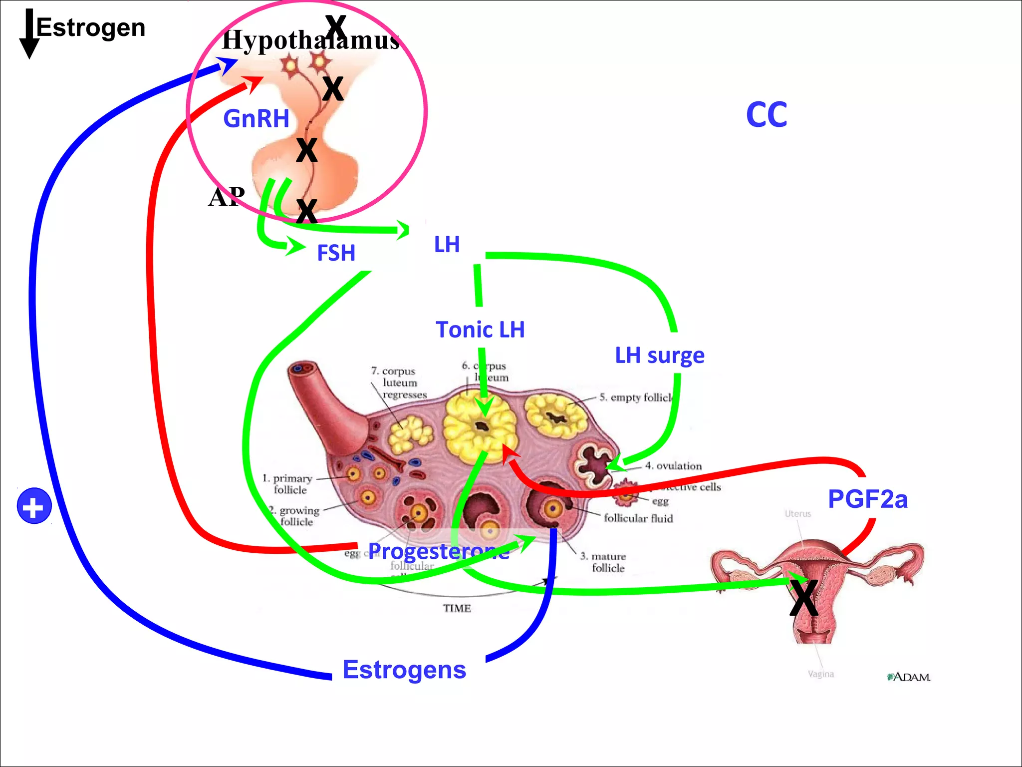Ovulation induction | PPT