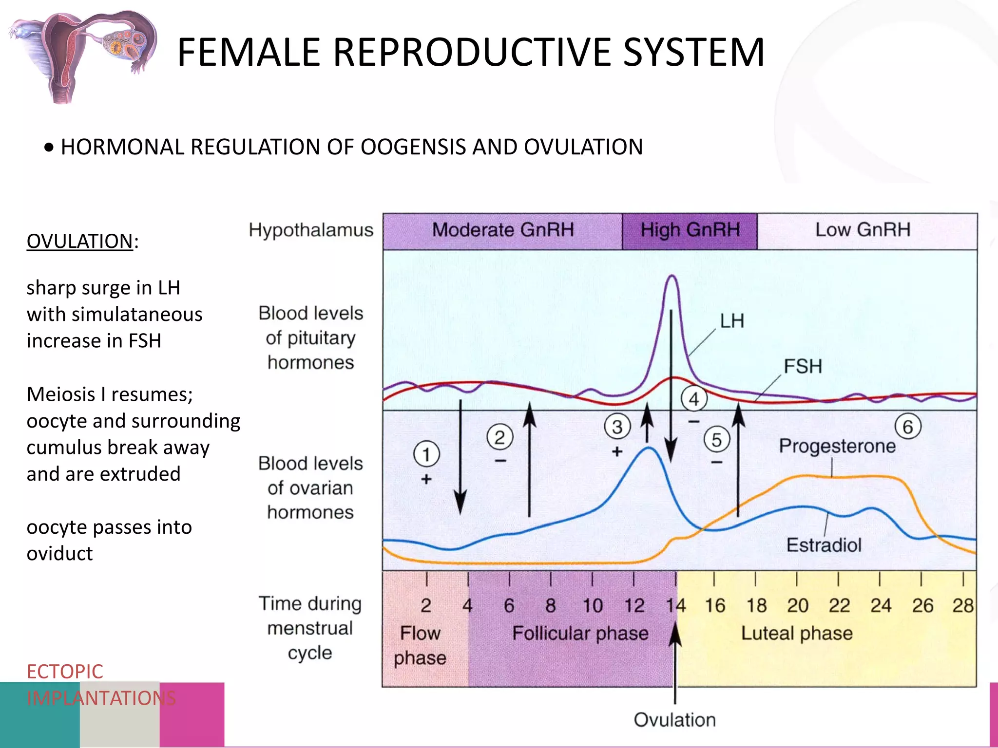 Ovulation induction | PPT