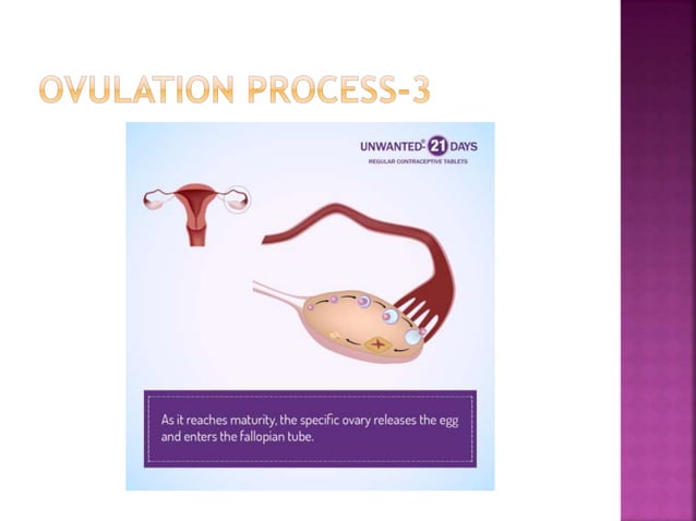 Information about Ovulation and contraceptive tablets | PPTX