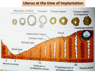 Ovulation to implantation | PDF