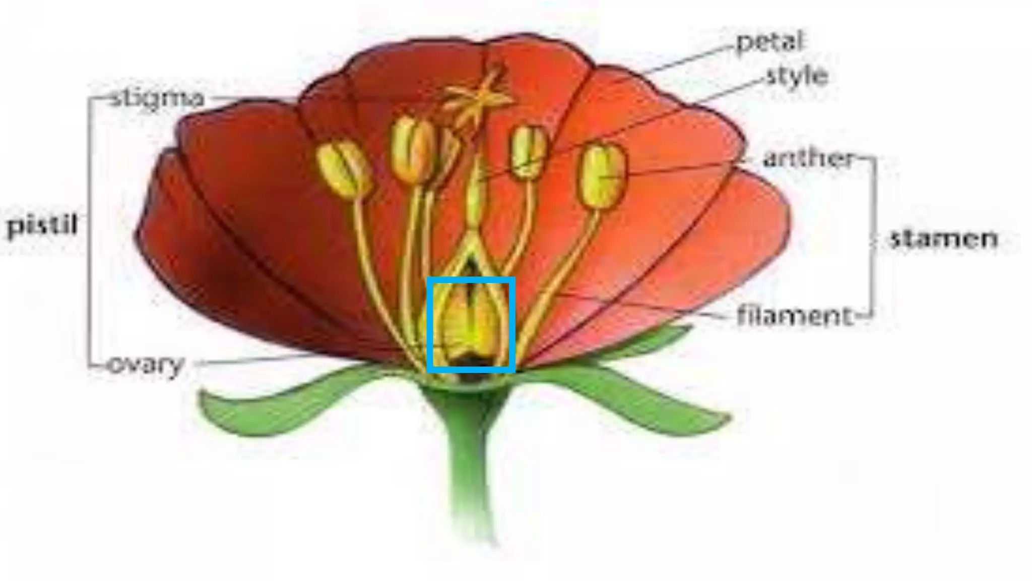 Development of Ovule inside the ovary. Topic from Plant and Animal ...