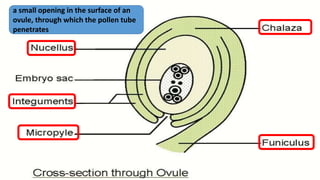 Development of Ovule inside the ovary. Topic from Plant and Animal ...