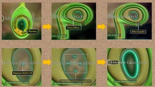 Development of Ovule inside the ovary. Topic from Plant and Animal ...