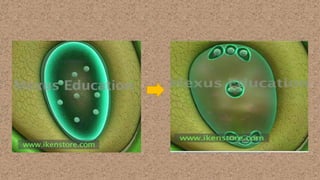 Development of Ovule inside the ovary. Topic from Plant and Animal ...