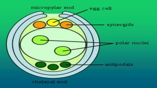 Development of Ovule inside the ovary. Topic from Plant and Animal ...