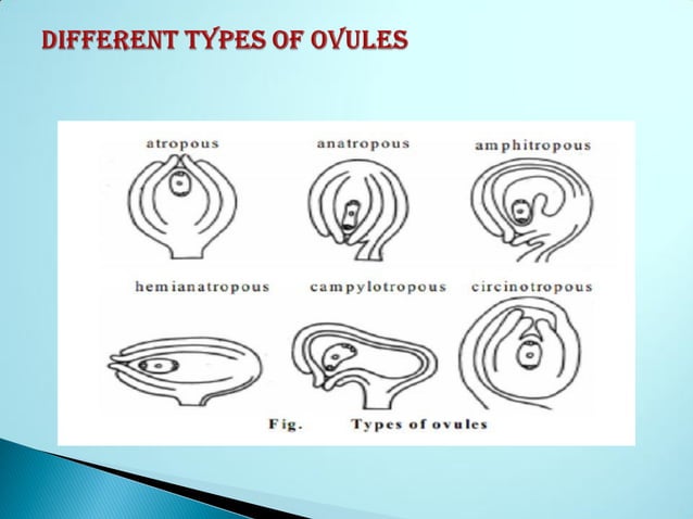 Ovule structure of Plants & Types of Ovules | PDF | Infertility ...