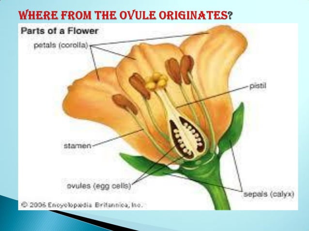 Ovule structure of Plants & Types of Ovules | PDF | Infertility | Reproductive Health