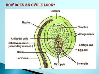 Ovule structure of Plants & Types of Ovules | PDF