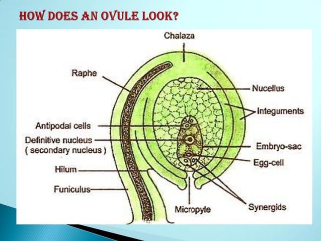 Ovule structure of Plants & Types of Ovules | PDF | Infertility ...