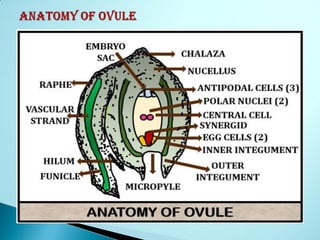 Ovule structure of Plants & Types of Ovules | PDF