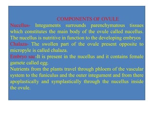 Megaspore-Structure & Speciality | PDF