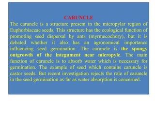 Megaspore-Structure & Speciality | PDF