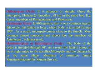 Megaspore-Structure & Speciality | PDF