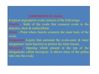 Megaspore-Structure & Speciality | PDF