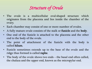 Ovule culture | PPTX