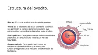Ovulo- repro.pdf