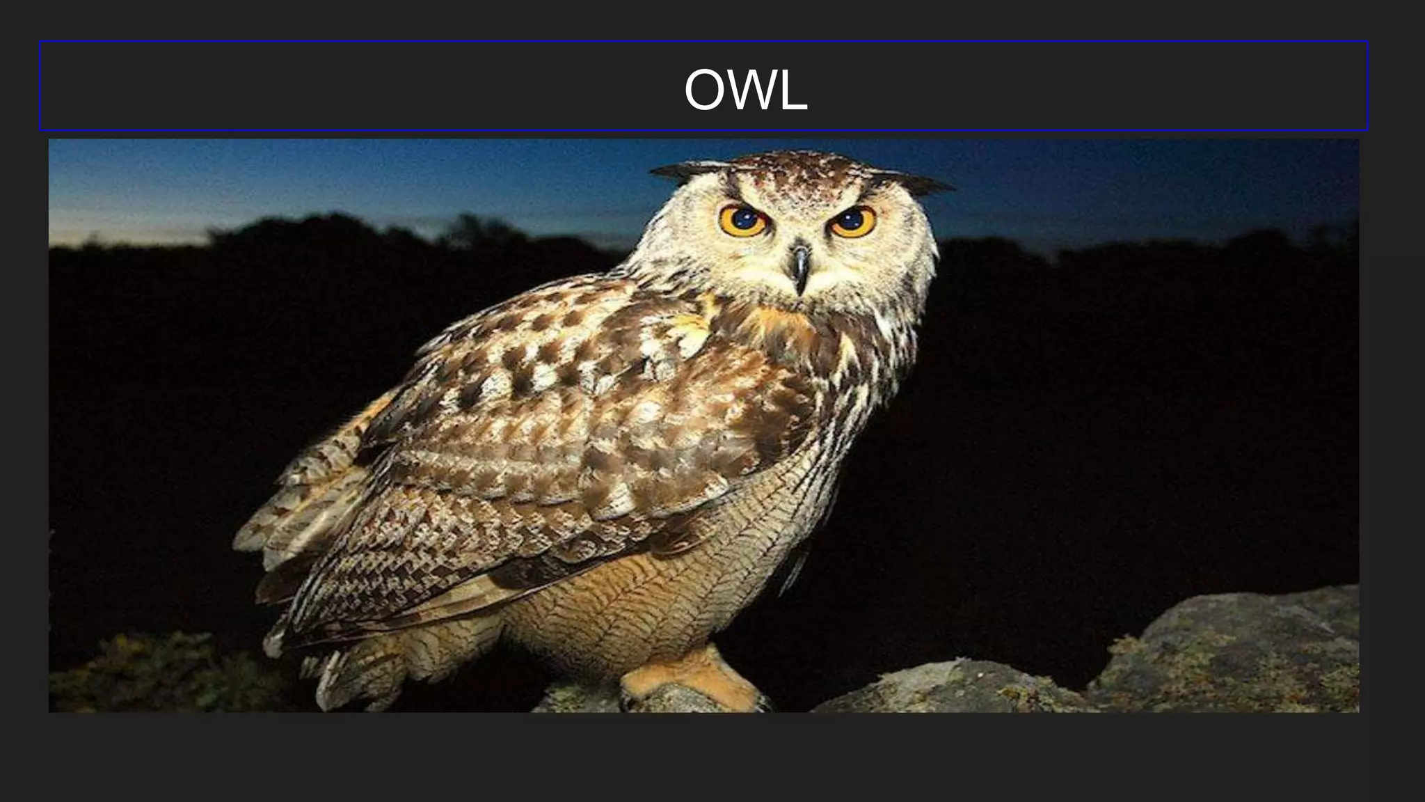 Owl | PPT