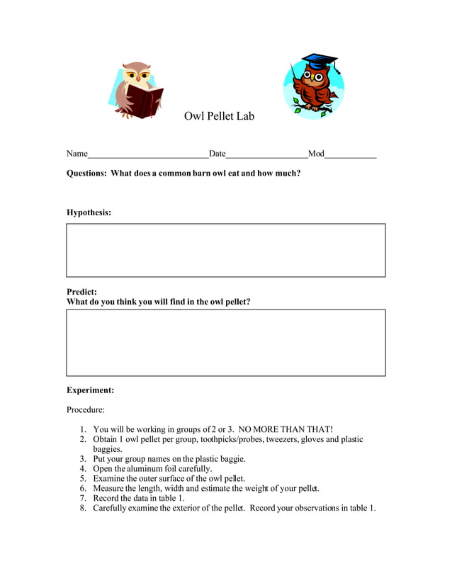 Owl Pellet Lab | DOC | Birdwatching | Hobbies & Interests