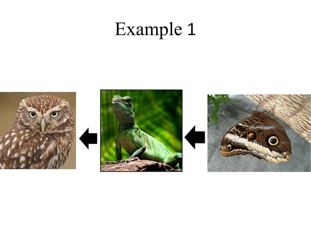 Owl butterfly | PPT