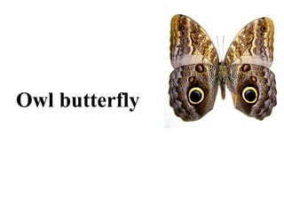 Owl butterfly1 | PPT