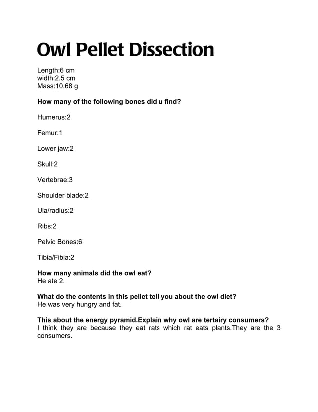 Owl pellet dissection | ODT