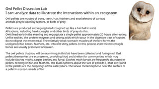 Owl Pellet Dissection Investigation Slides | PPTX