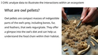Owl Pellet Dissection Investigation Slides | PPTX