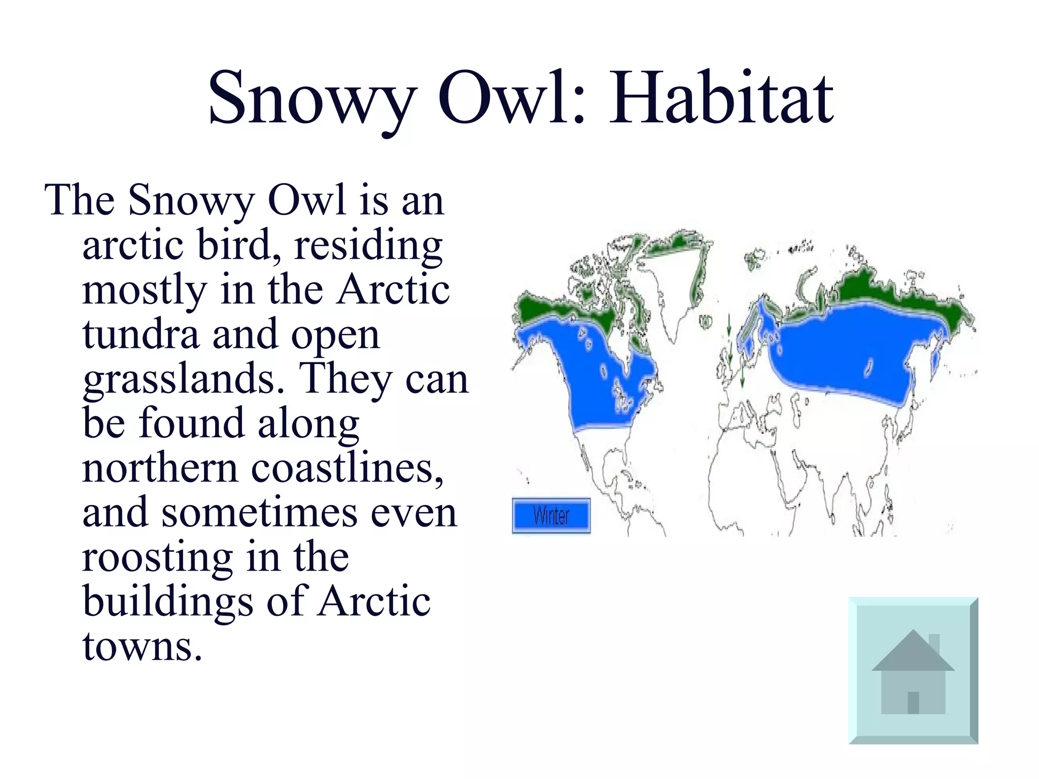 Owls Power Point | PPT