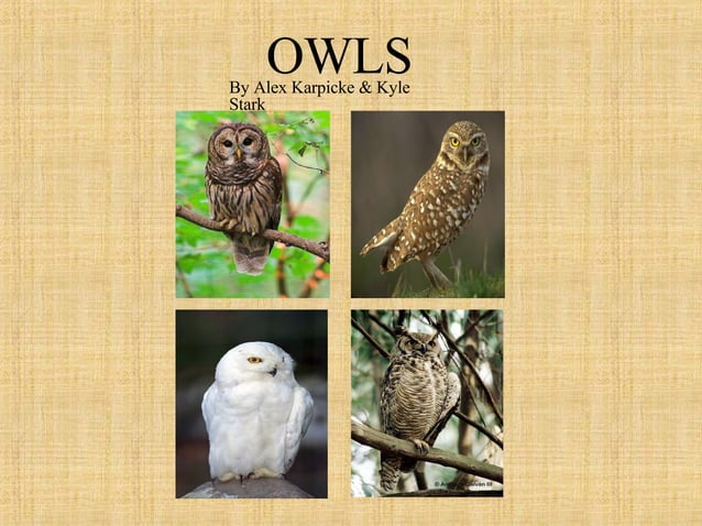 Owls Power Point | PPT | Birds | Pets