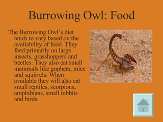 Owls Power Point | PPT