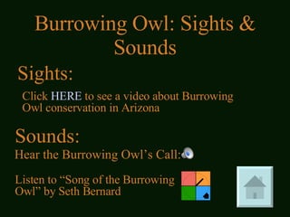 Owls Power Point | PPT