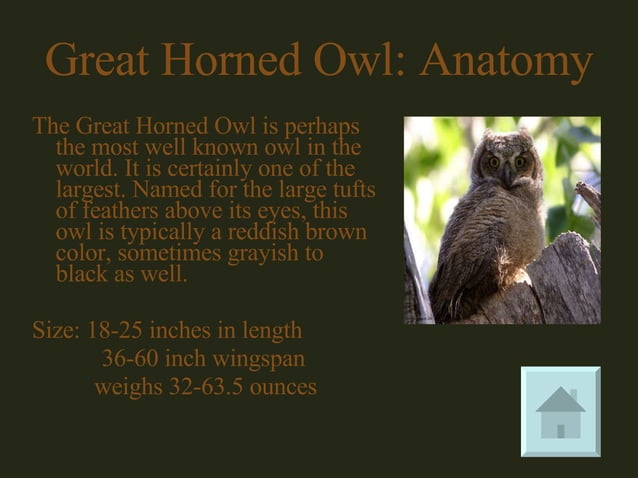 Owls Power Point | PPT | Birds | Pets