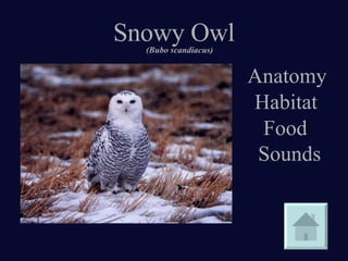 Owls Power Point | PPT