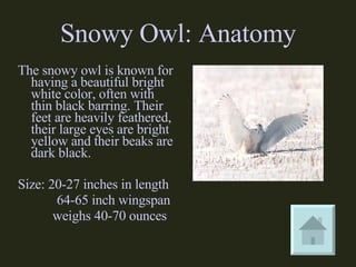 Owls Power Point | PPT