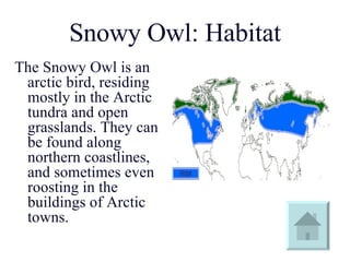Owls Power Point | PPT