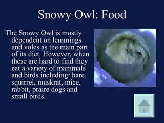 Owls Power Point | PPT