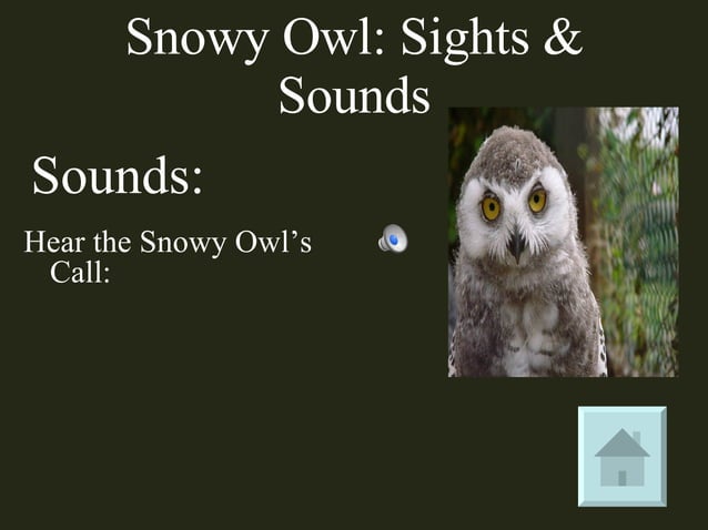 Owls Power Point | PPT | Birds | Pets